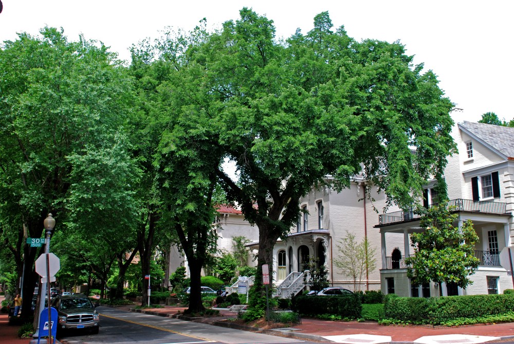 Know Your Trees: Elms | The Georgetown Metropolitan
