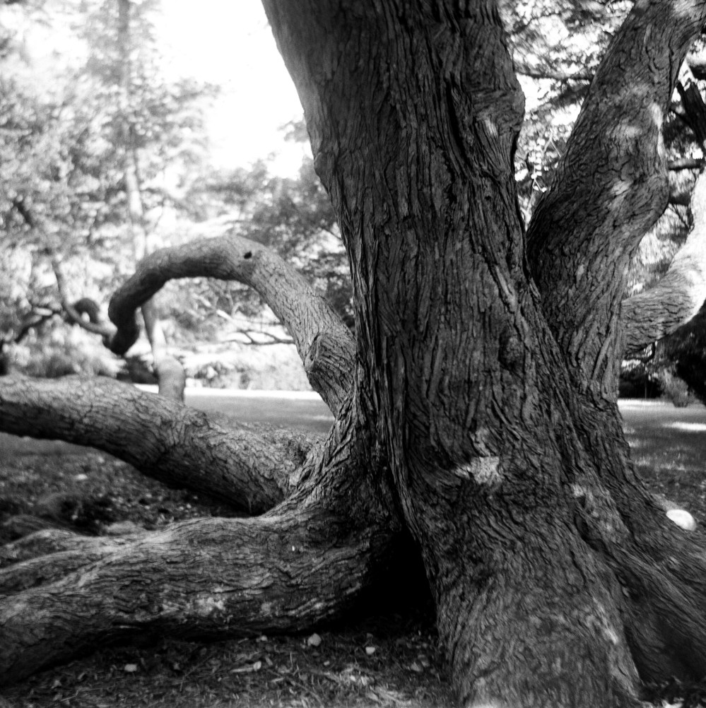 Notable Trees | The Georgetown Metropolitan