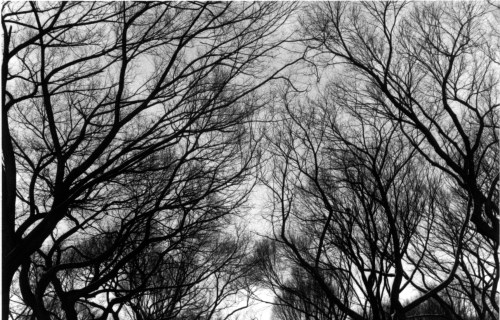 Know Your Trees: Elms | The Georgetown Metropolitan