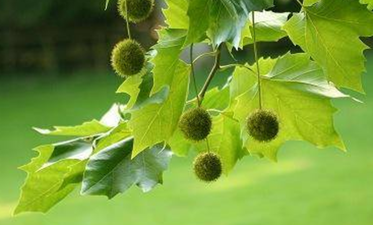 Know Your Trees: London Plane Trees | The Georgetown Metropolitan
