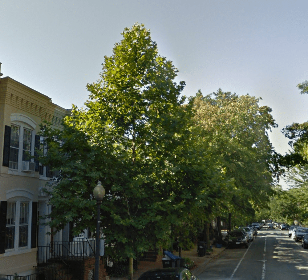 Know Your Trees: London Plane Trees | The Georgetown Metropolitan
