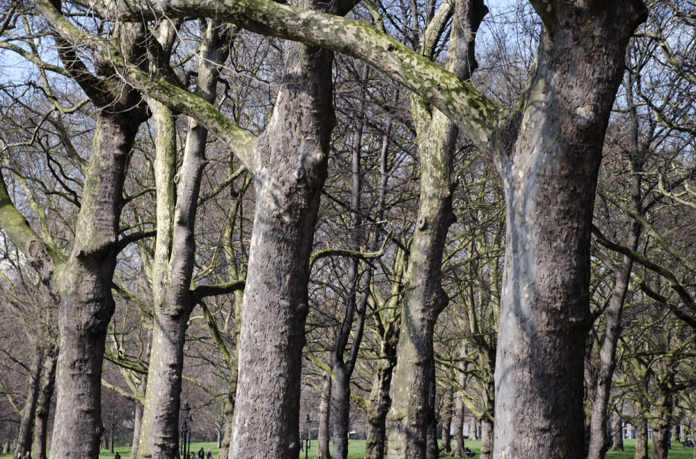 Know Your Trees: London Plane Trees | The Georgetown Metropolitan