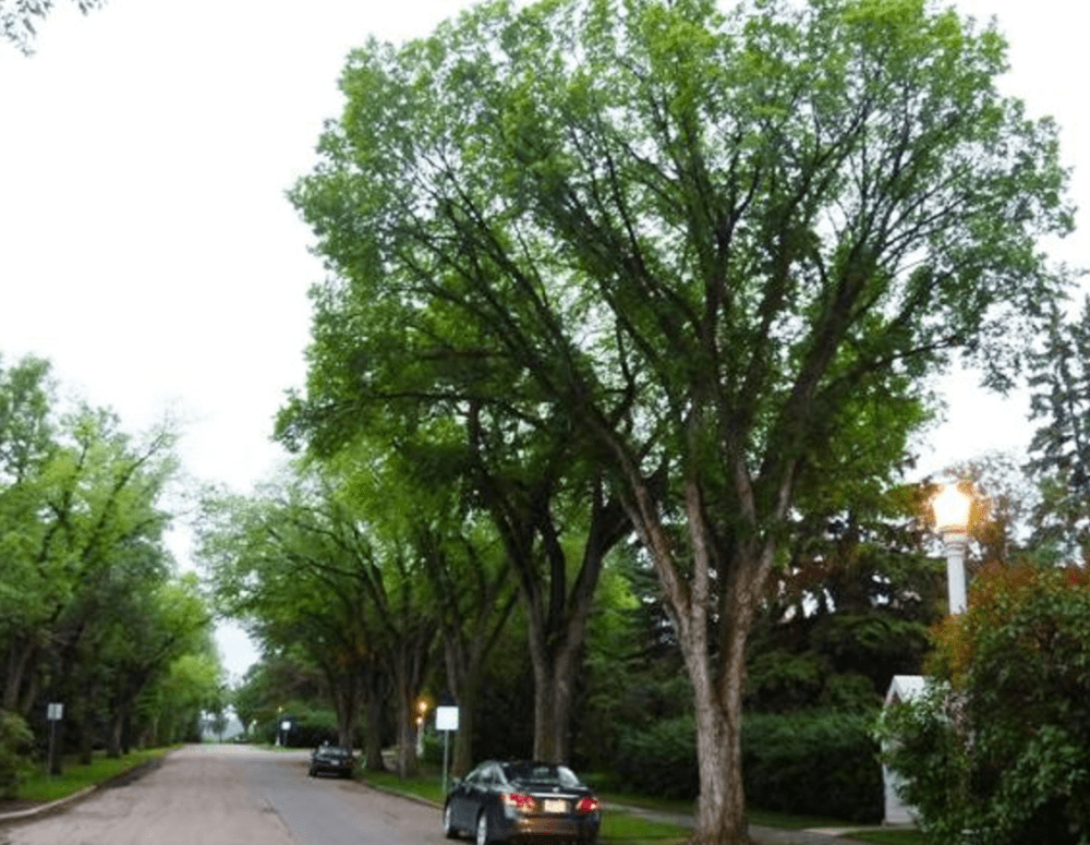 Know Your Trees: Elms | The Georgetown Metropolitan