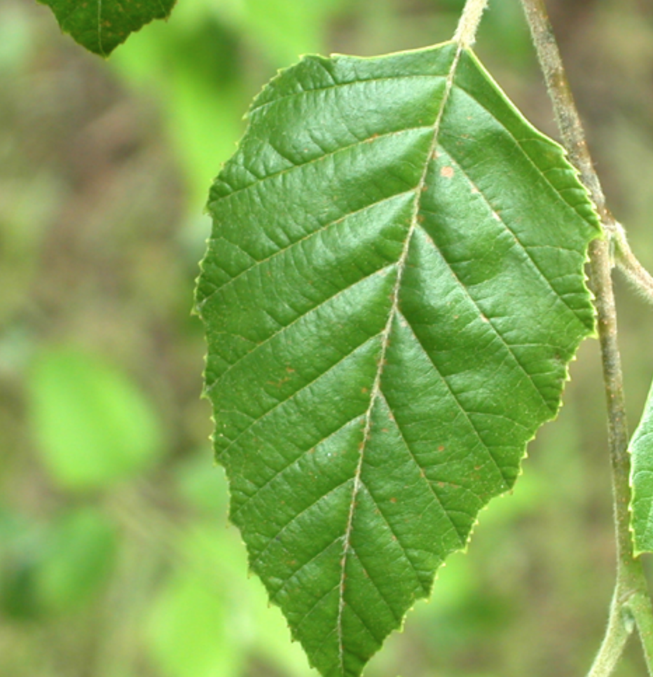 Know Your Trees: Birch | The Georgetown Metropolitan