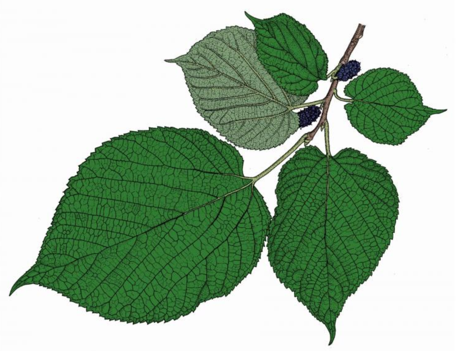 Know Your Trees: Mulberry | The Georgetown Metropolitan